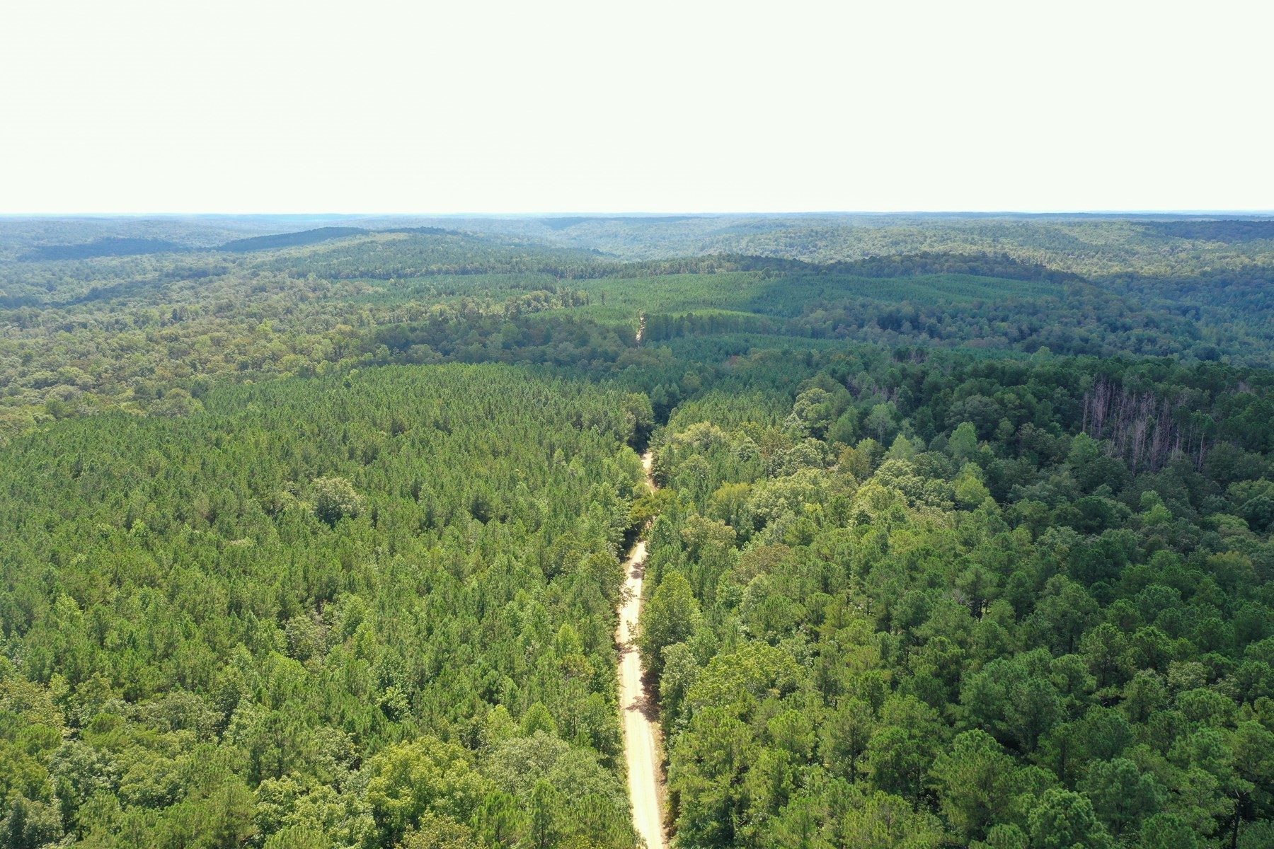 BANKHEAD FOREST: Page Four – ROAD TRIPS!