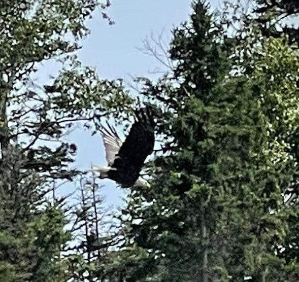 Whale Tails and Eagle Wings – ROAD TRIPS!